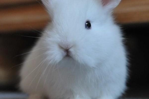 Big White Rabbits Are Fluffy - Macnaughton McGregor